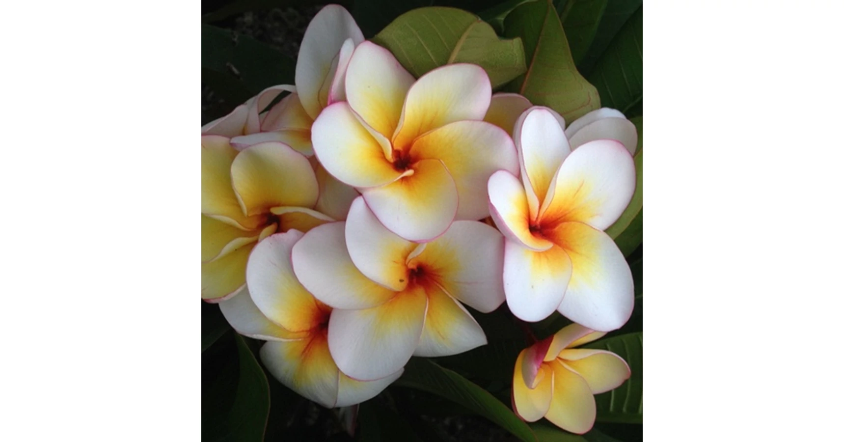 Plumeria rubra ’Sun splash’ - Best Plants and Decor webáruház