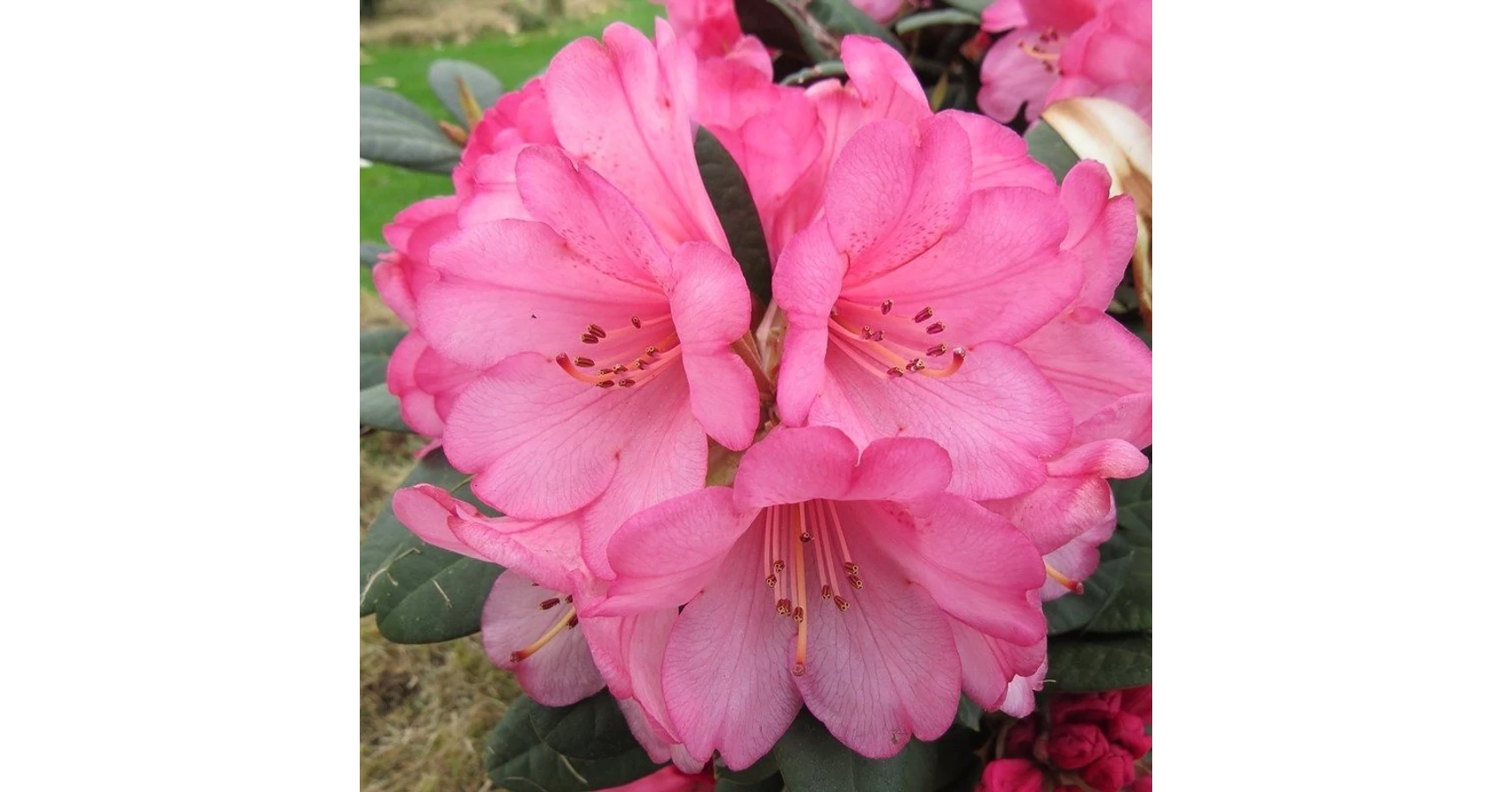 Rhododendron 'Wine and Roses' esztétikai hibás, értékcsökkent - Best ...