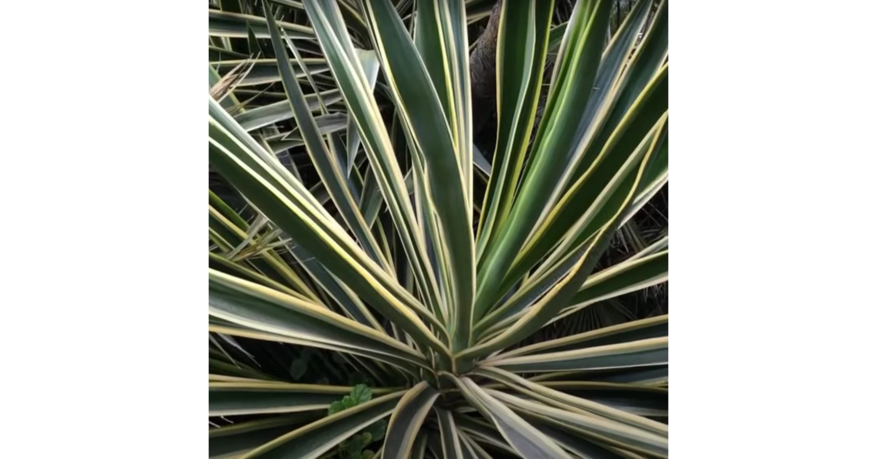 Yucca Gloriosa Variegata / Tarkalevelű Pompás jukka - Best Plants and ...