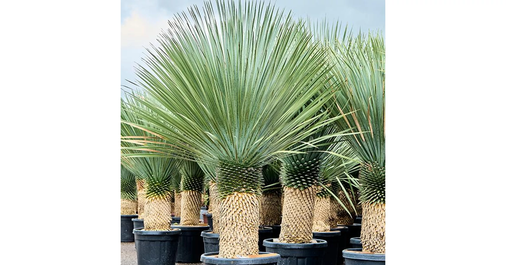 Yucca rostrata - sascsőr jukka - Best Plants and Decor webáruház