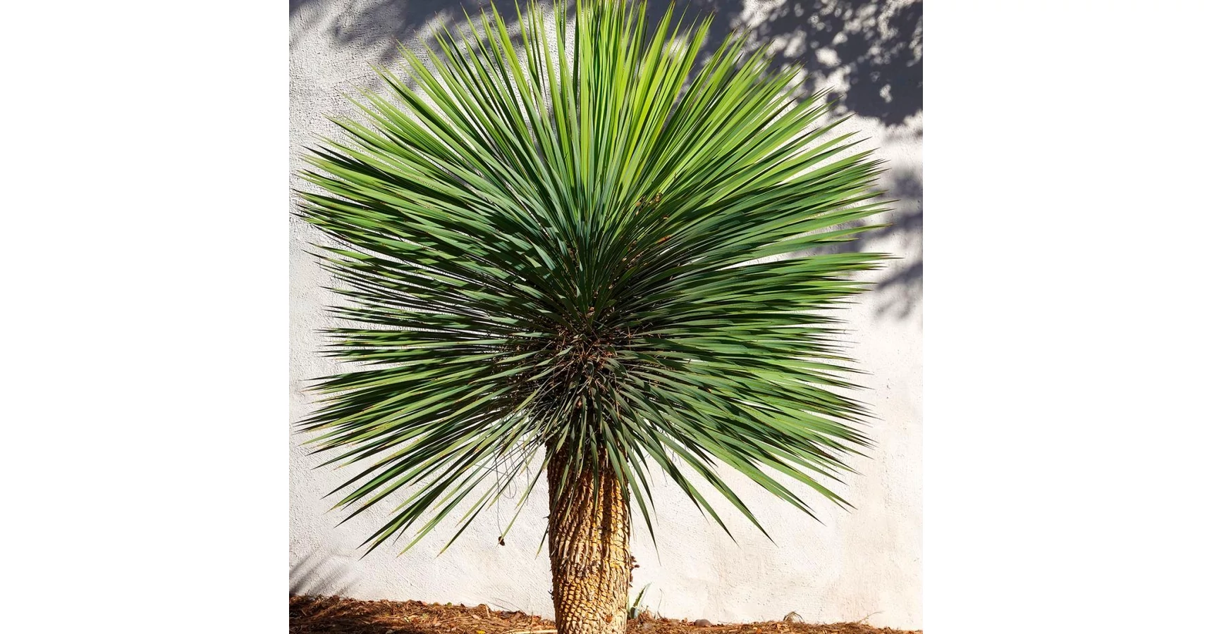 Yucca rostrata - sascsőr jukka - Best Plants and Decor webáruház