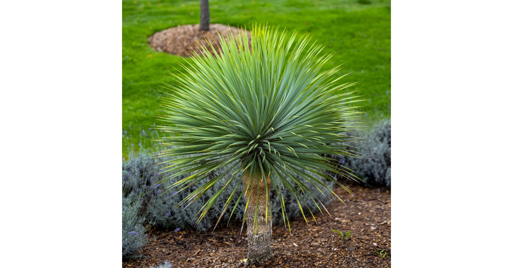 Yucca rostrata - sascsőr jukka - Best Plants and Decor webáruház