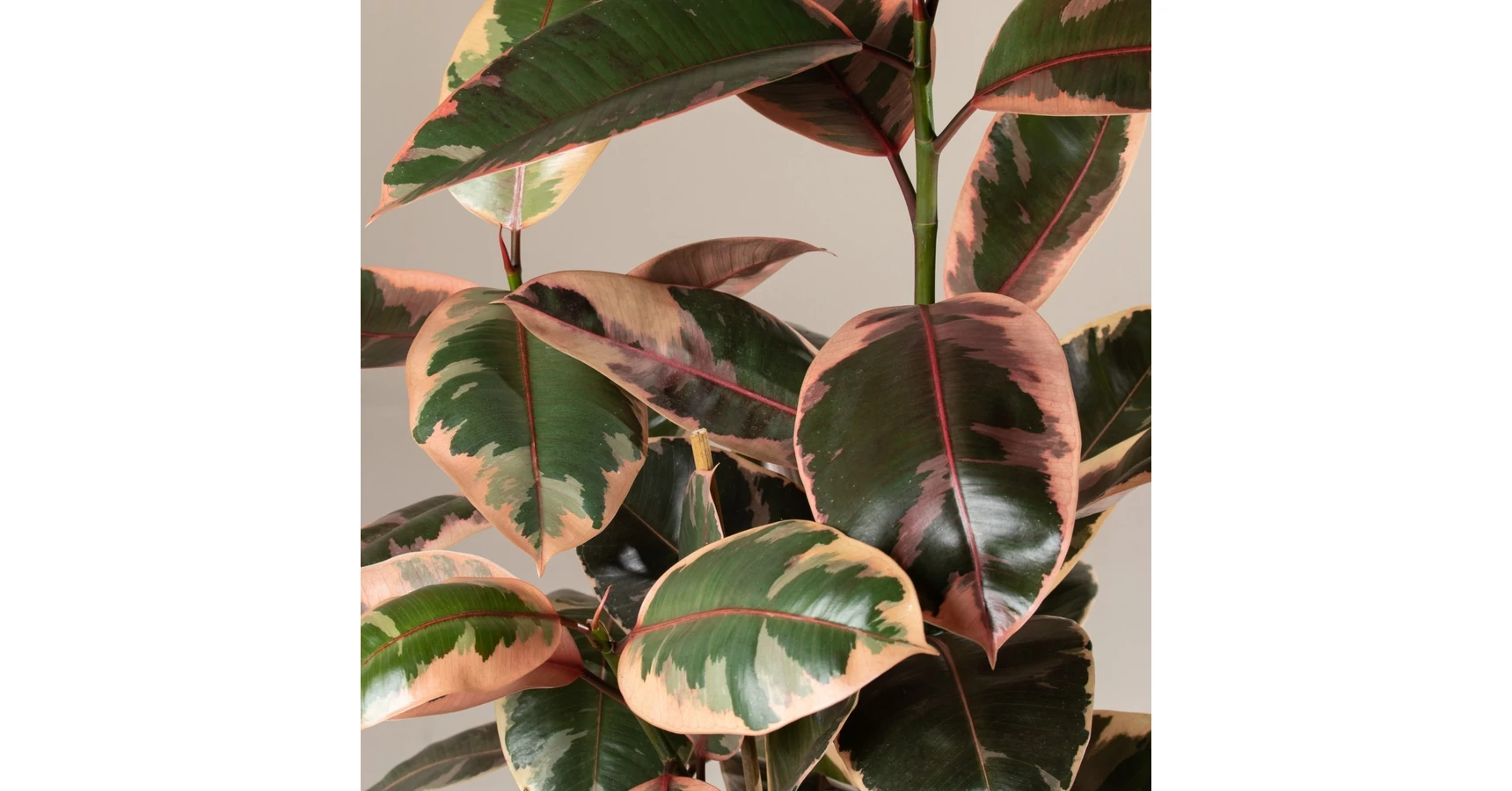 Ficus elastica Belize - Best Plants and Decor webáruház
