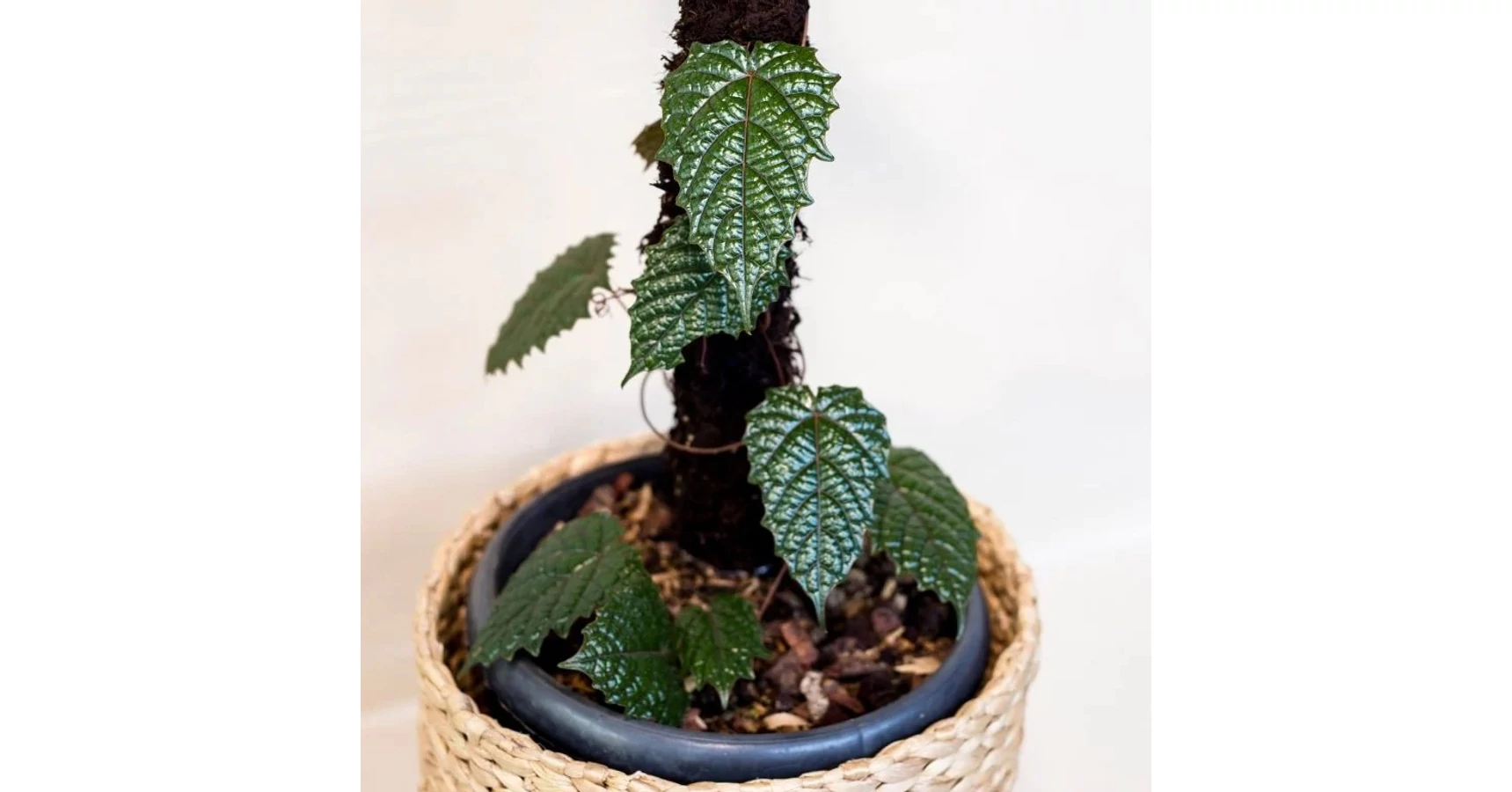 Pterisanthes sp. 'Borneo' - Best Plants and Decor webáruház