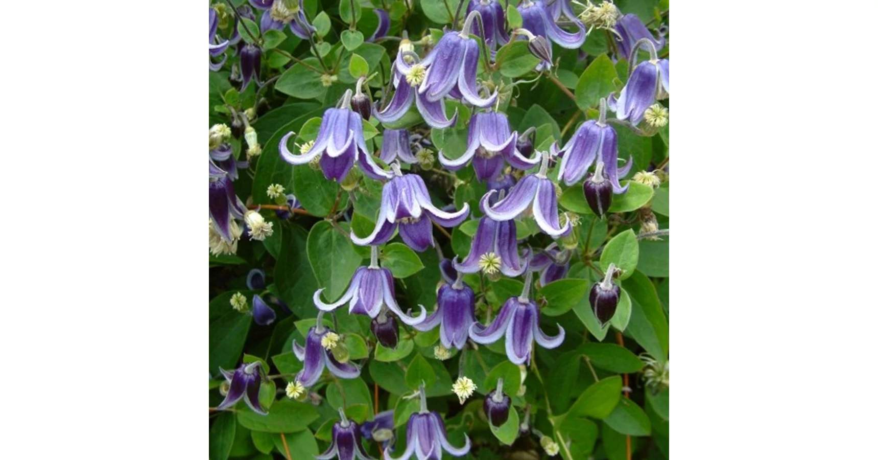 Clematis 'Fascination' - Best Plants and Decor webáruház