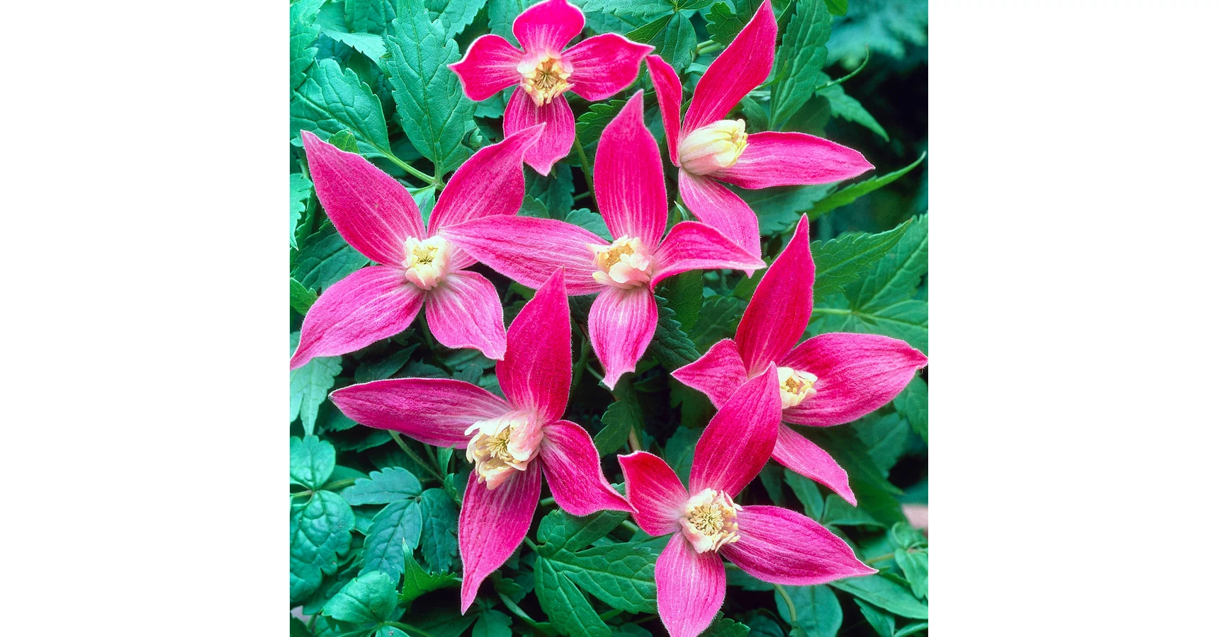 Clematis alpina Ruby - Best Plants and Decor webáruház