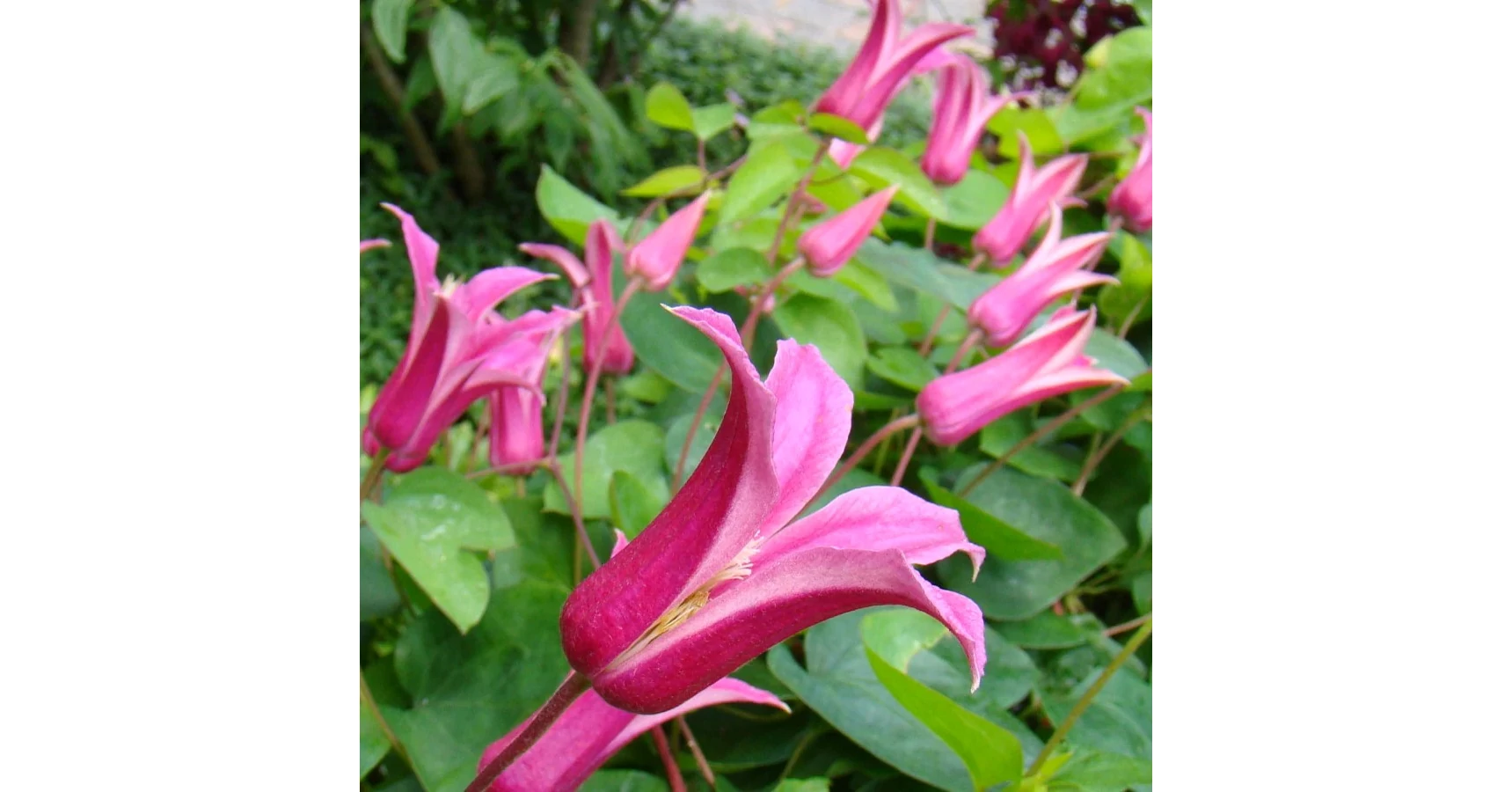 Clematis texensis 'Princess Diana' - Best Plants and Decor webáruház