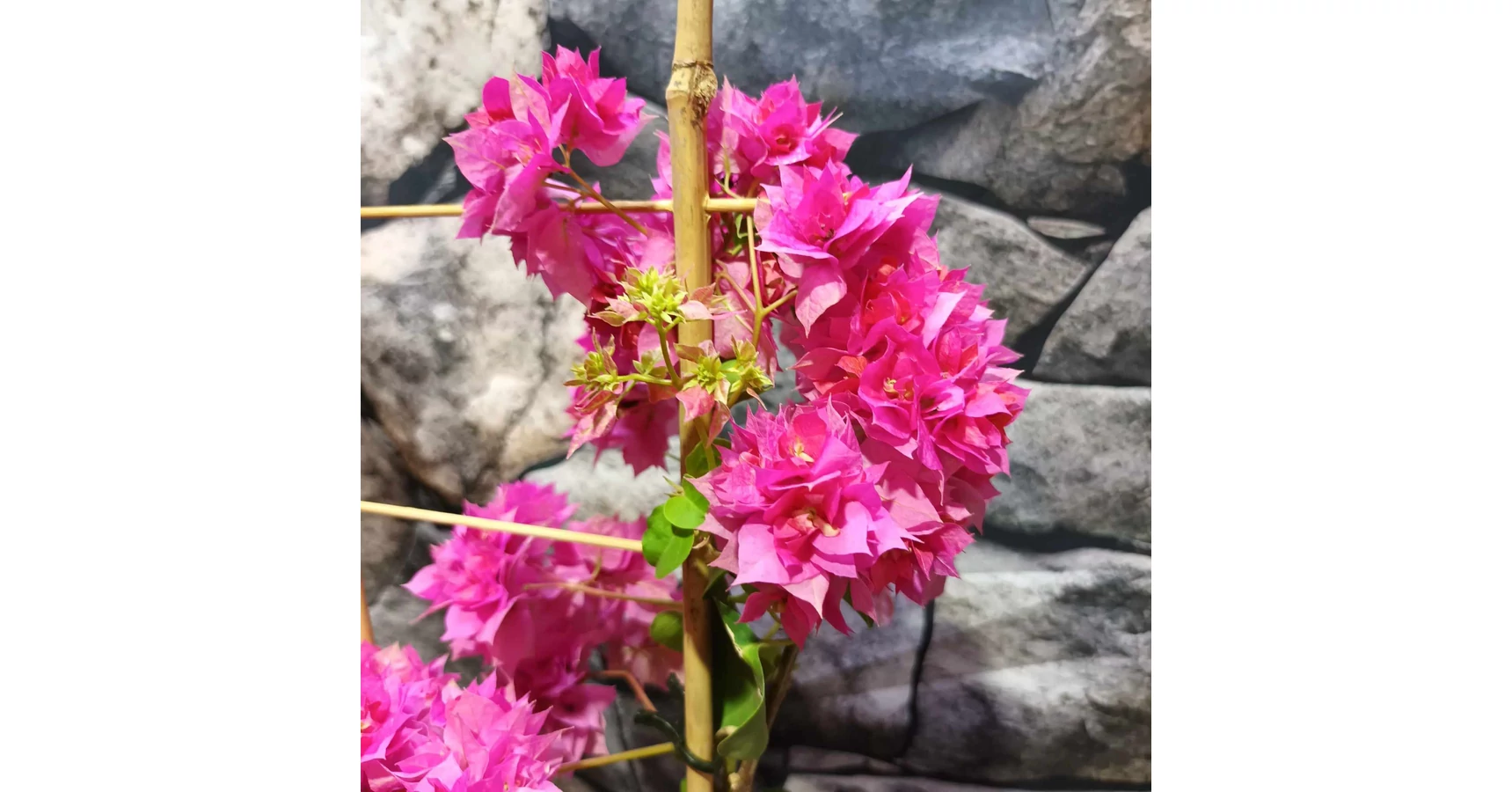 Bougainvillea Mahara Red - Best Plants and Decor webáruház