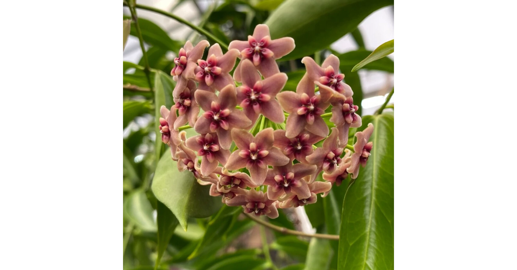 Hoya rubida, egy szárú növények - Best Plants and Decor webáruház