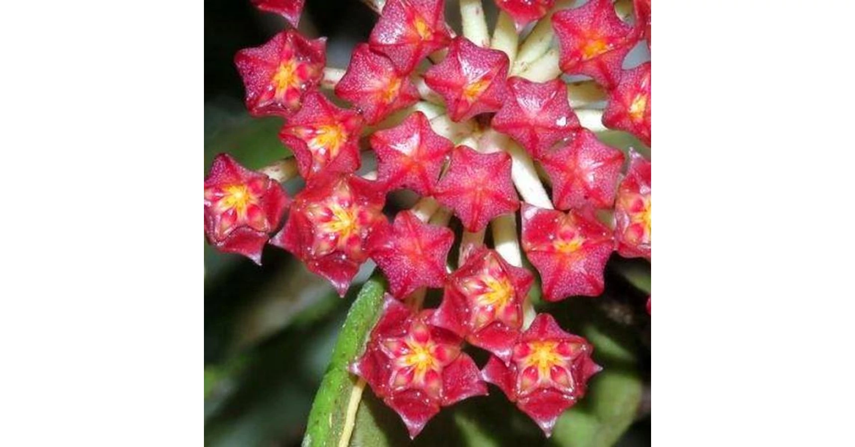 Hoya rundumensis 'Splash' - Best Plants and Decor webáruház