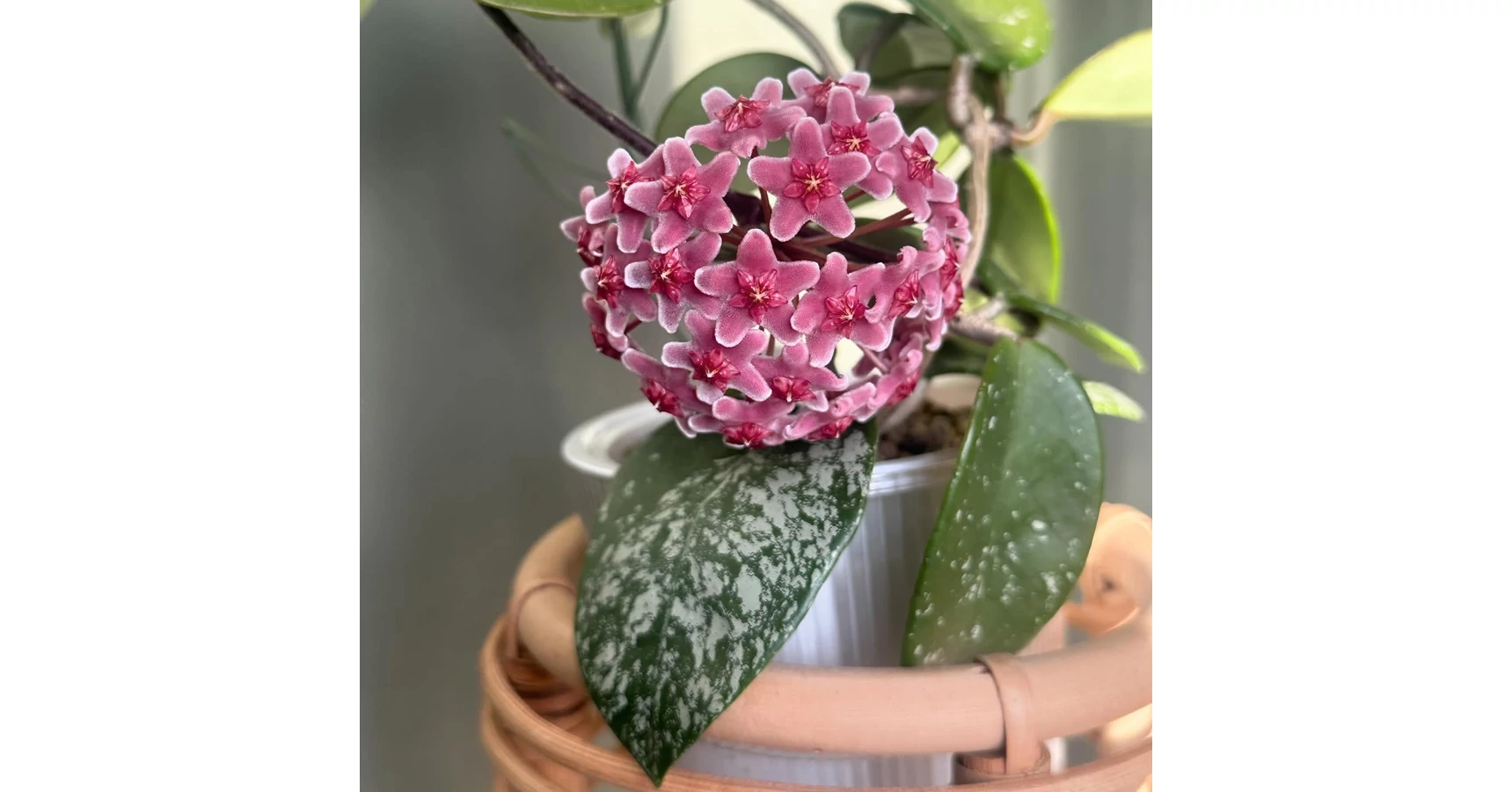 Hoya carnosa 'Freckles Splash' - Best Plants and Decor webáruház