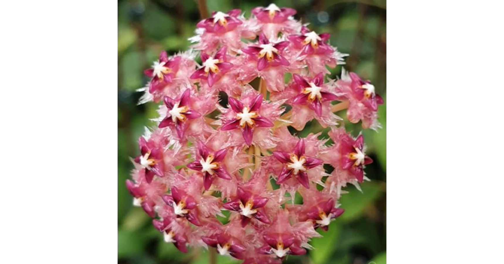 Hoya mindorensis 'Red' - Best Plants and Decor webáruház