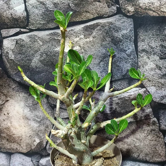 Adenium Obesum Anouk dugvány (piros) - Best Plants and Decor webáruház