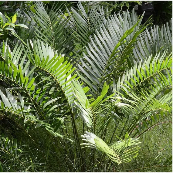 Zamia floridana - Best Plants and Decor webáruház