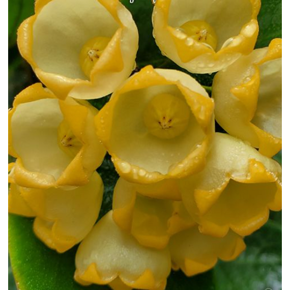 Hoya inflata - Best Plants and Decor áruház