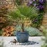 Trachycarpus fortunei 'Darjeeling' - Best Plants and Decor webáruház