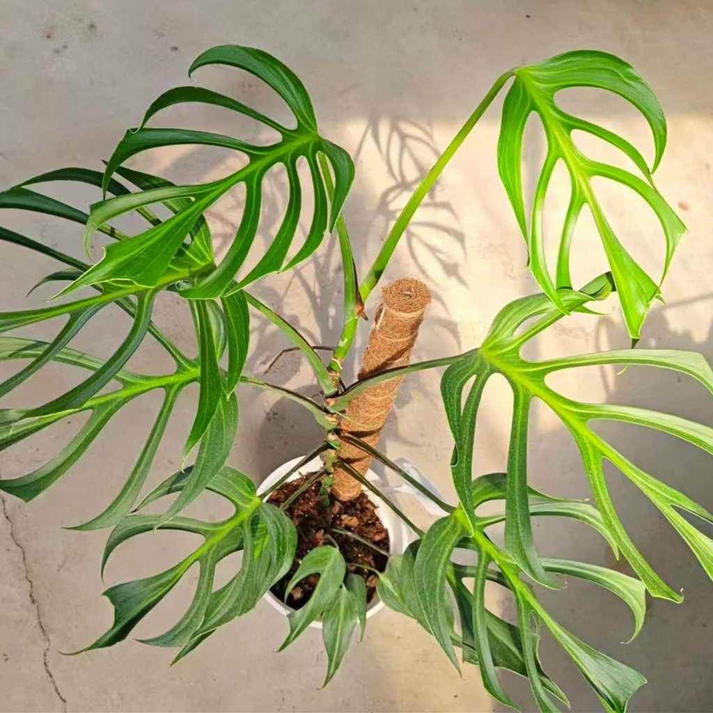Monstera Burle Marx's Flame - Best Plants and Decor webáruház