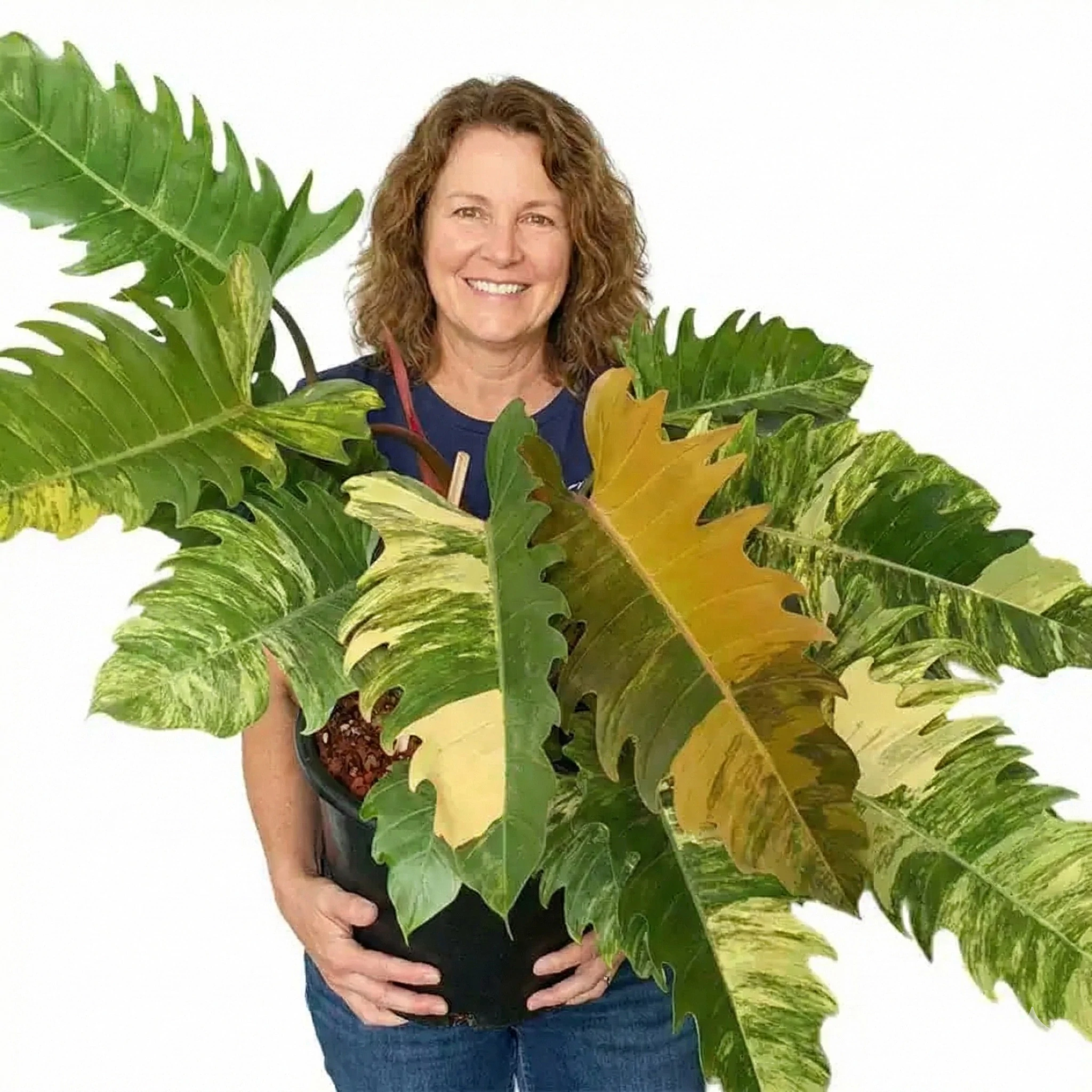 Philodendron 'Caramel Marble Variegata' - Best Plants and Decor webáruház