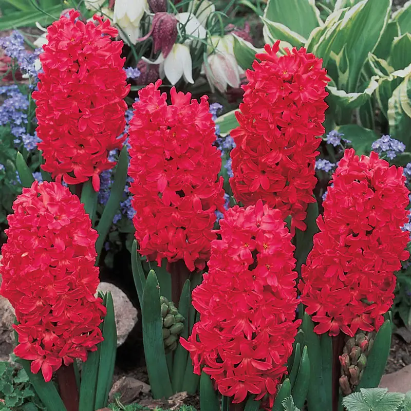 Hyacinthus Orientalis Red - Best Plants and Decor webáruház